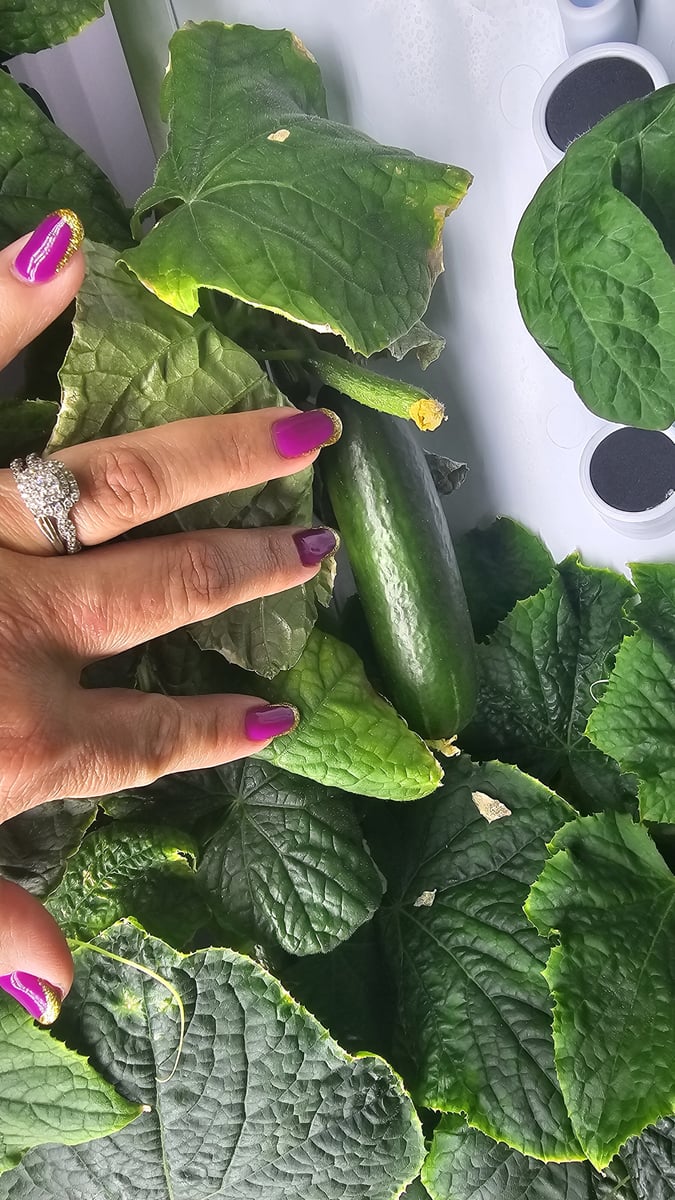 How Flex Farms are Transforming Learning and Growing at Forest Home ...