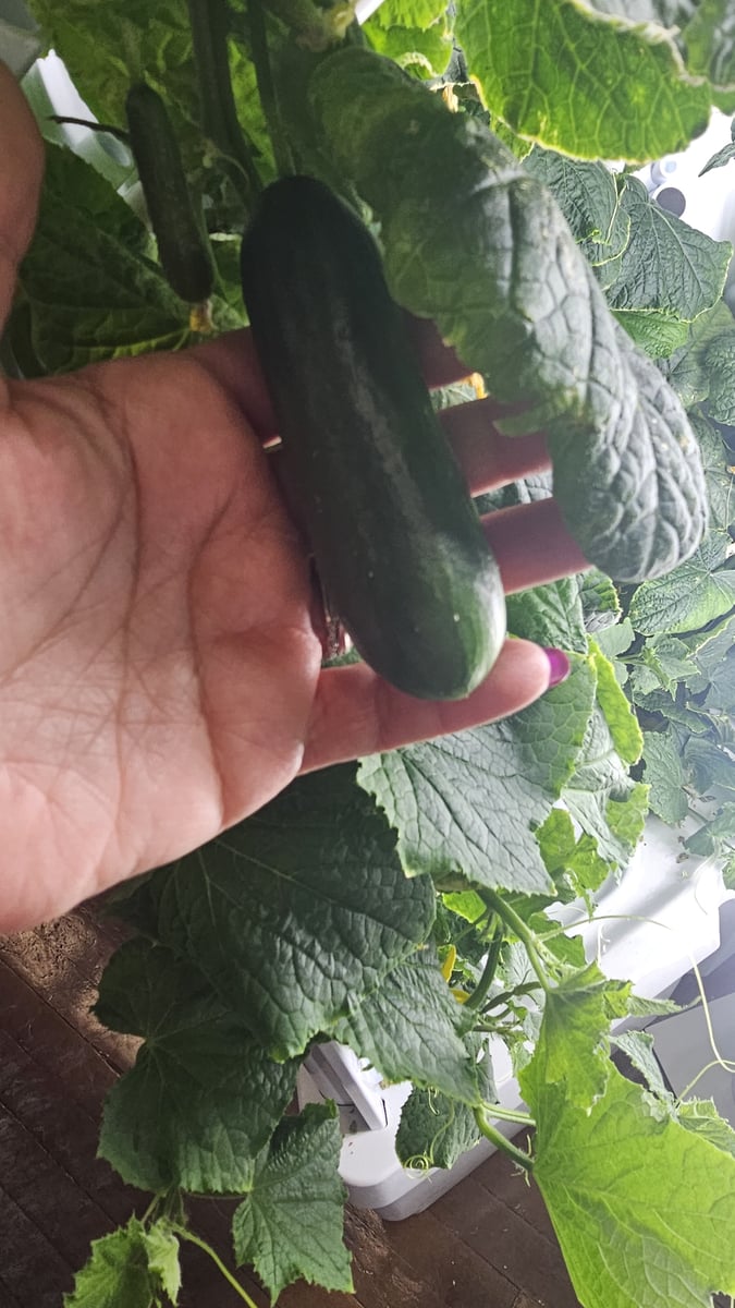 How Flex Farms are Transforming Learning and Growing at Forest Home ...