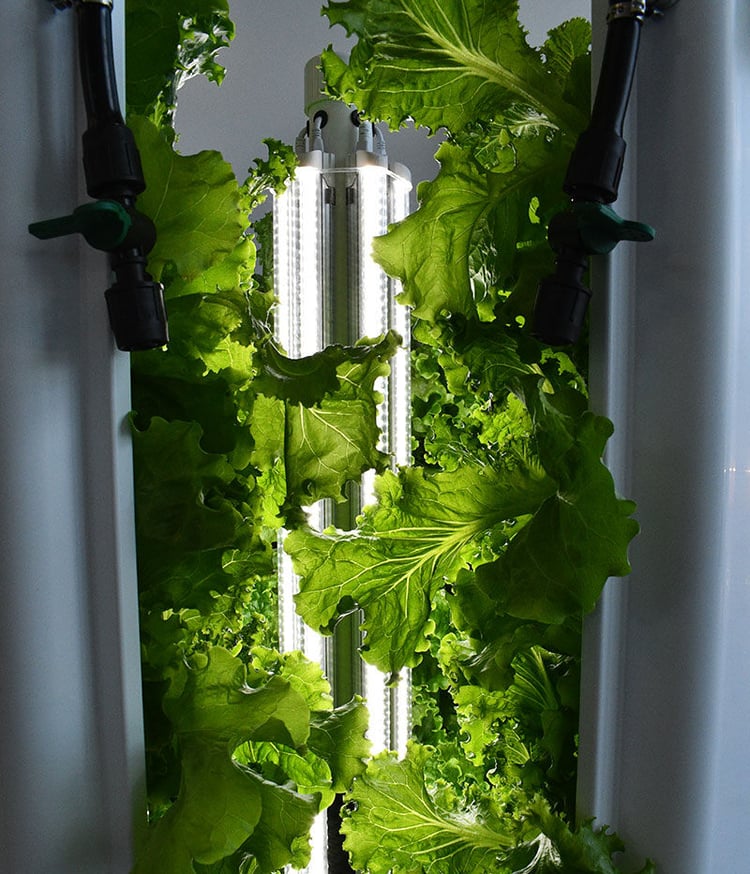 The Community Impact of a Hydroponic Farm