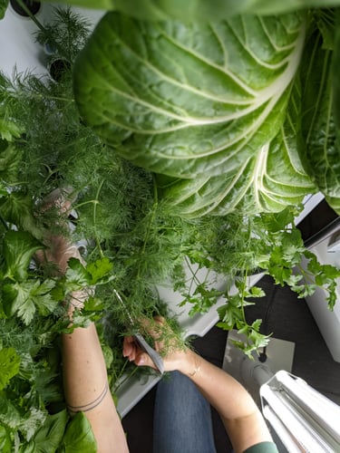 How Flex Farms Teach Us About Patience, Progress, and Possibility From ...