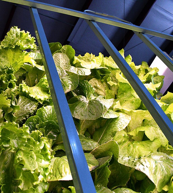 Grow Fresh Food at Scale | Flex Acre | Flex Farms