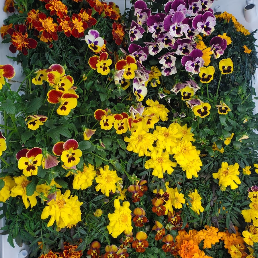 Edible Flowers Grow Guide