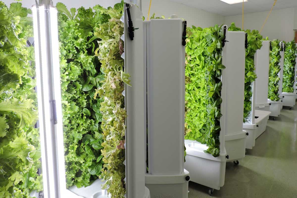 How to Grow More Food with Your Hydroponic Farm System