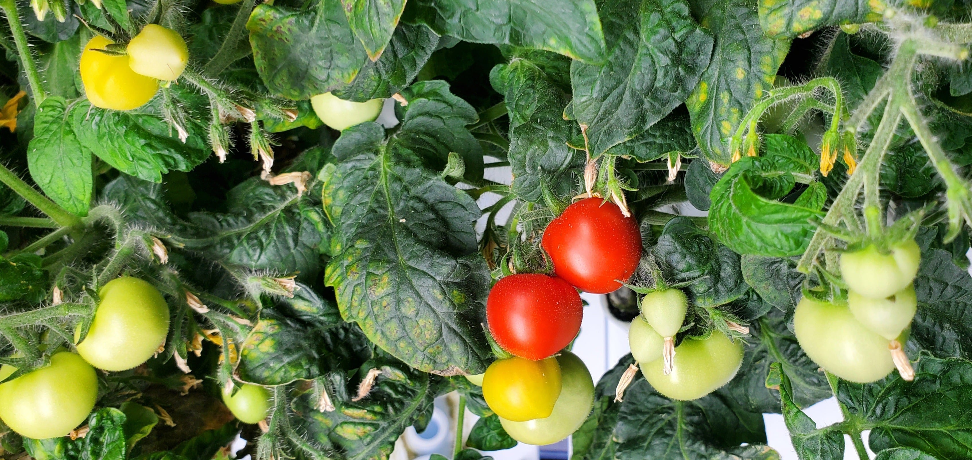 How Flex Farms Teach Us About Patience, Progress, and Possibility From ...