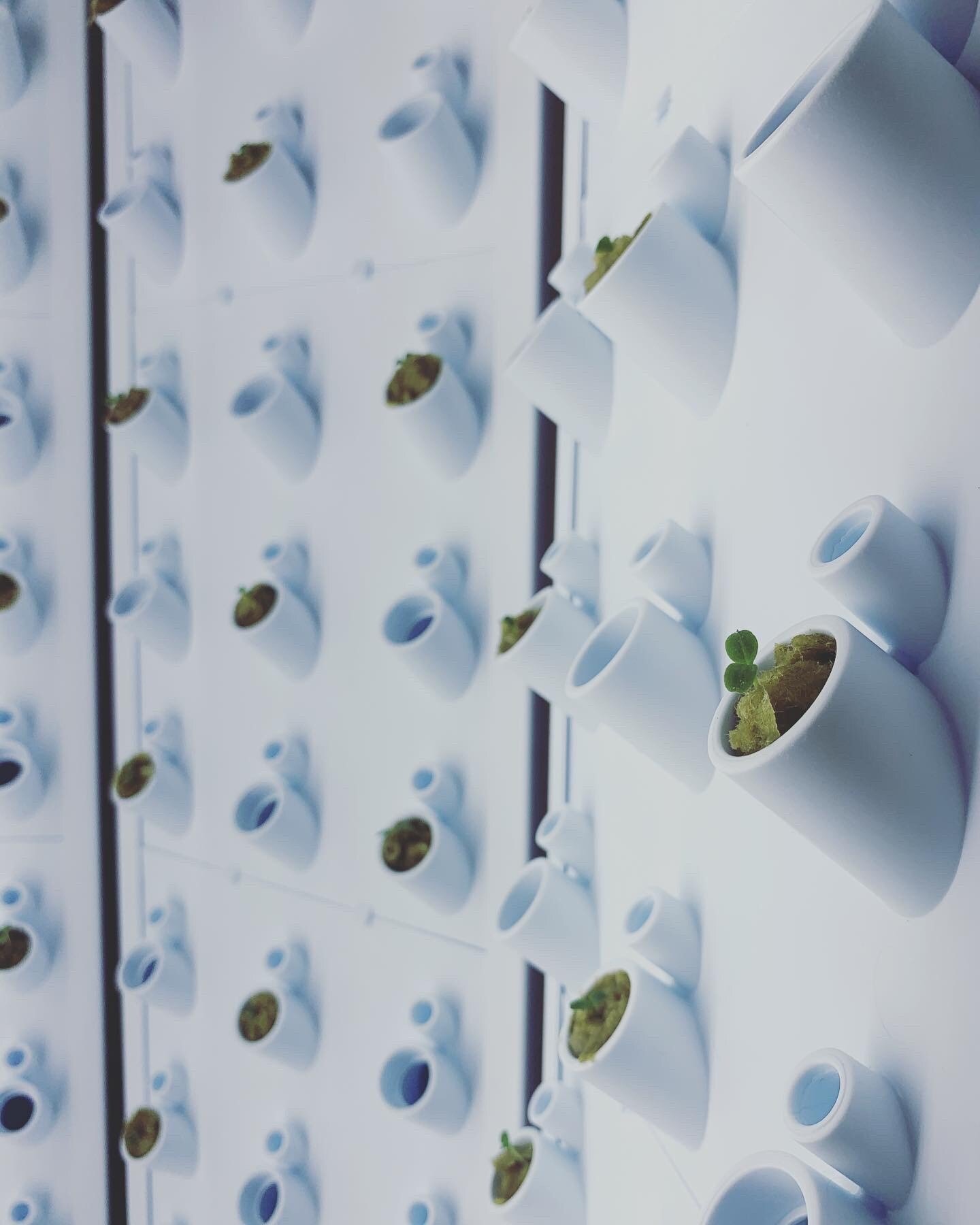 Growing Garden Seedlings in the Flex Farm