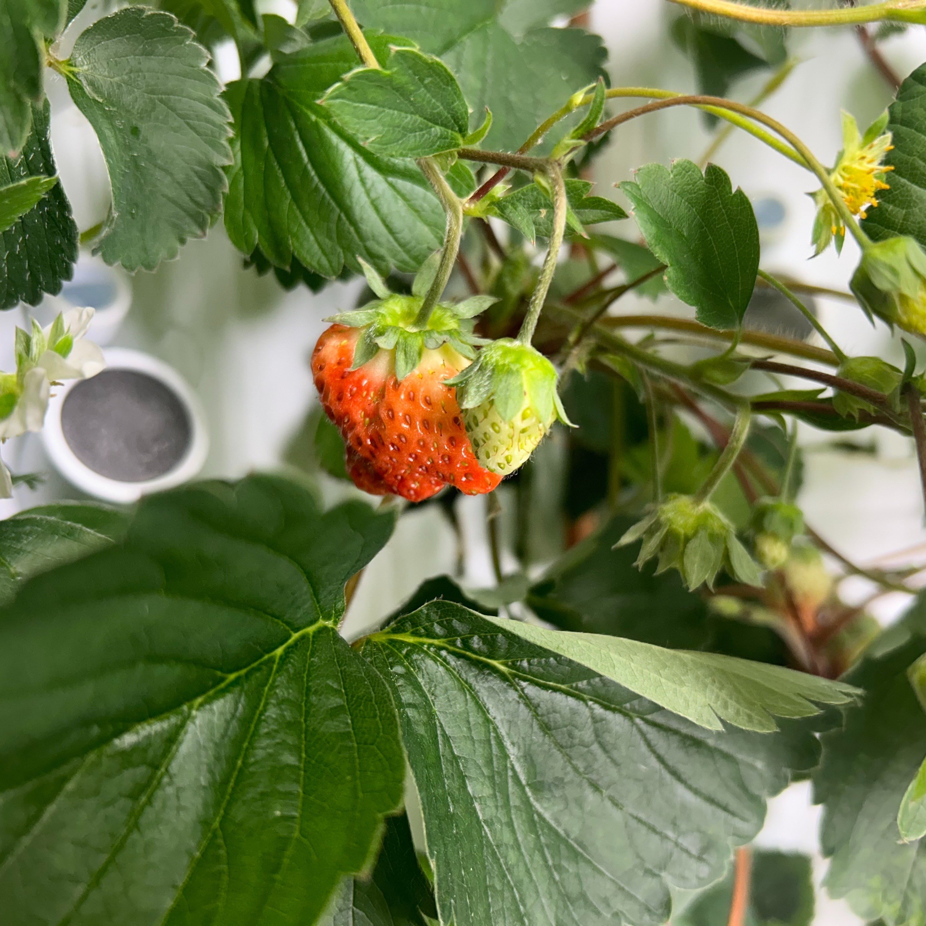 A Berry Smart Choice: Why Hydroponic Strawberries Are the Summer ...