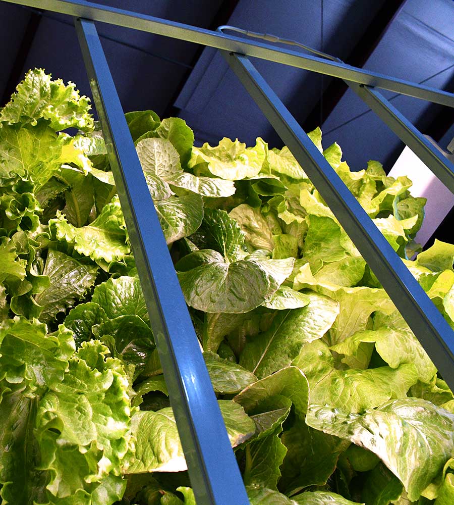 Grow Fresh Food at Scale | Flex Acre | Flex Farms